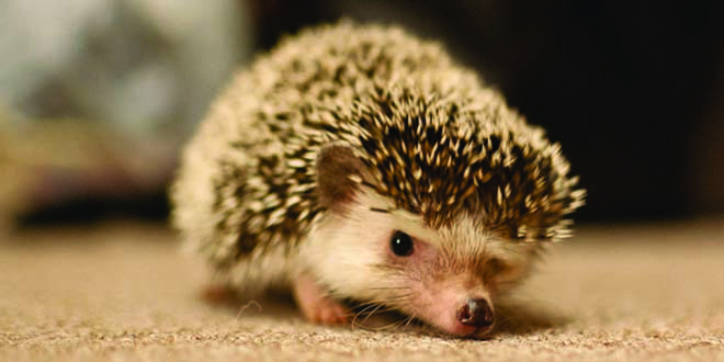 Igel-Café in Tokio: Stacheln zum Streicheln - Reisemagazin - LILIGO.com